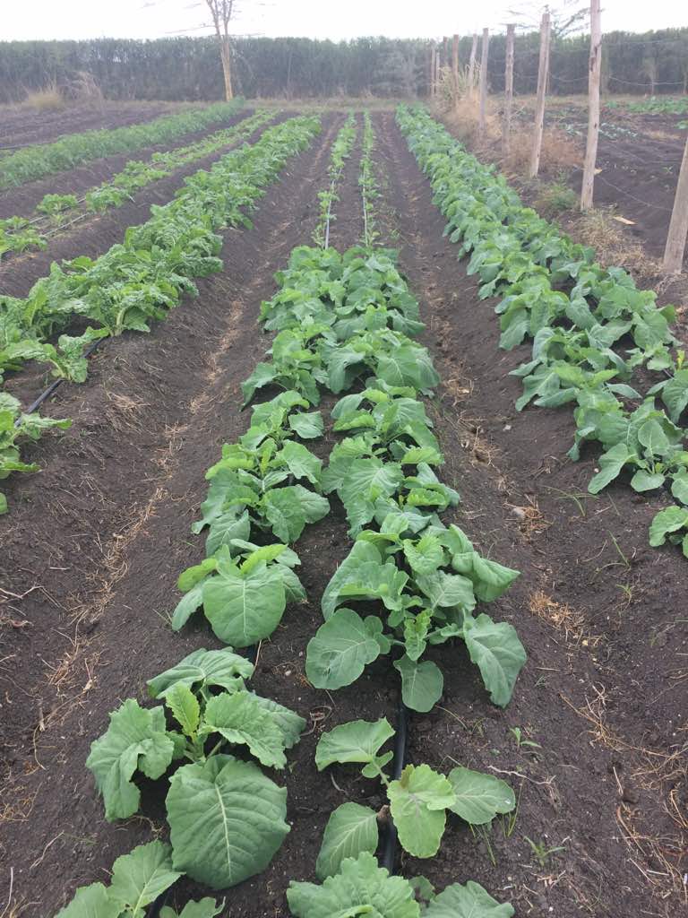 Agriculture student’s vegetable garden – Amara Trust